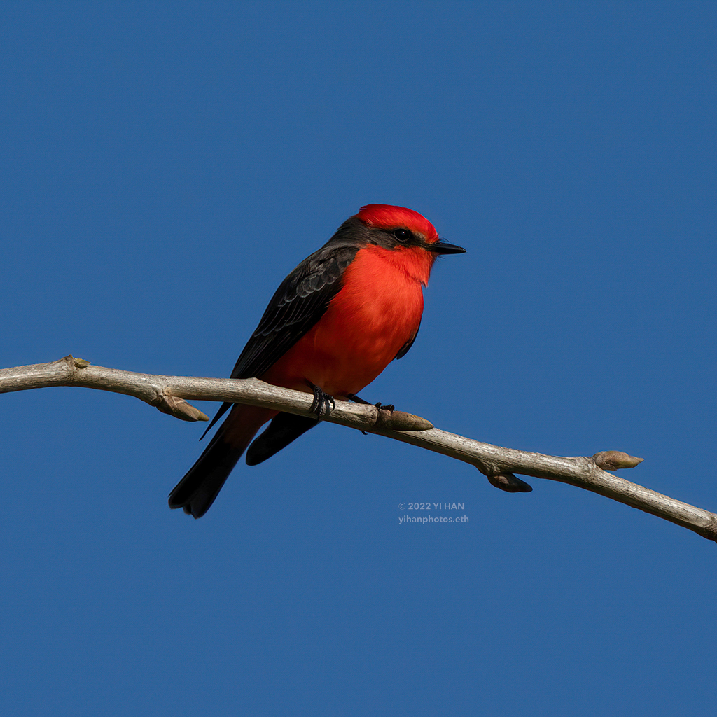 Vermilion Flycatcher